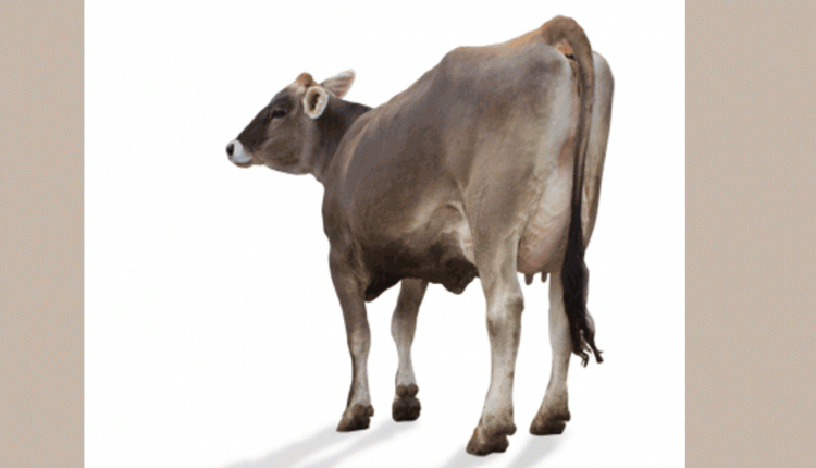 Heifer raising and its effects on udder development
