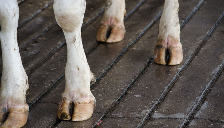 Manual of Foot Care in Cattle