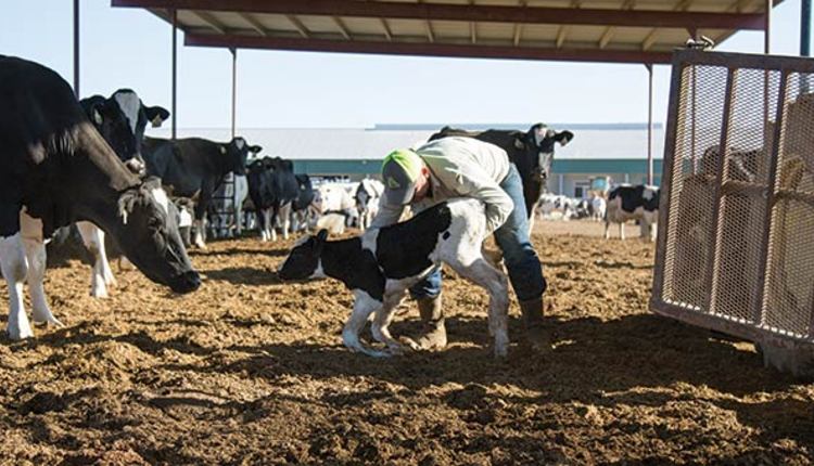 Dealing with calf diarrhea