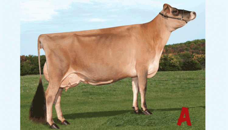 Hoard's Dairyman Cow Judging 2013 - Jersey