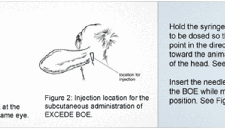 New locations for base of ear administration approved for EXCEDE®