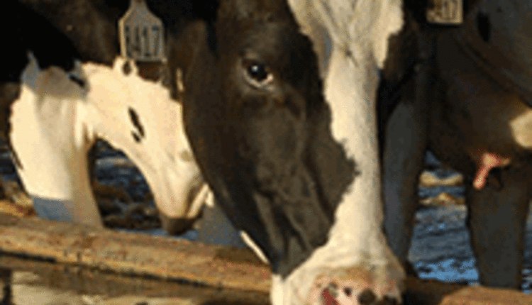 Water Quality and Quantity Critical to Dairy Cow Performance